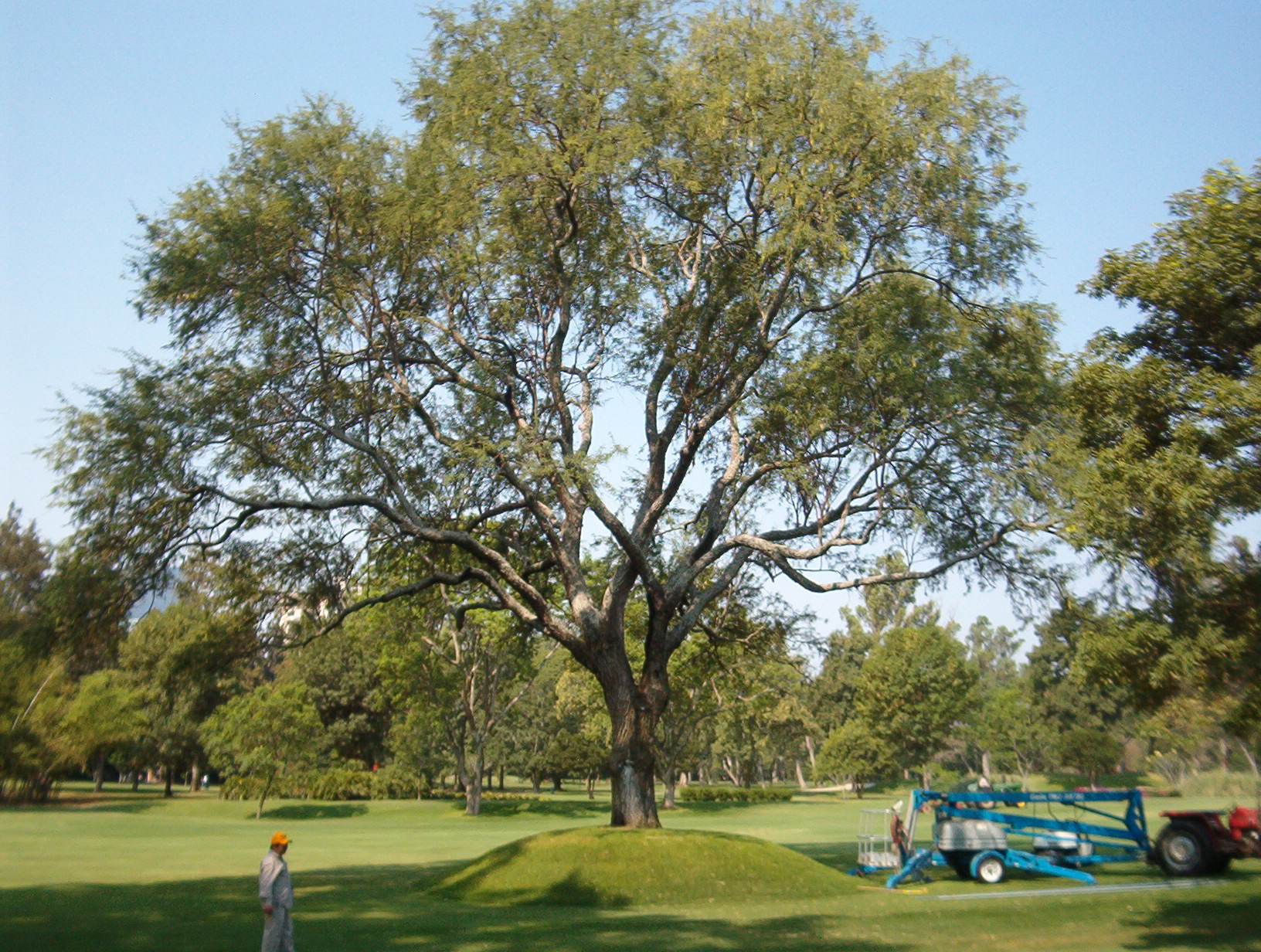 Tree Management California- William Baker & Associates